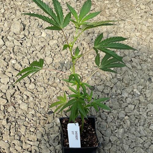 Sherbert Clone | Sun-Clone