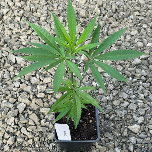 Samoas Clone | Sun-Clone