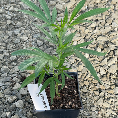 Lemon Meringue Clone | Sun-Clone