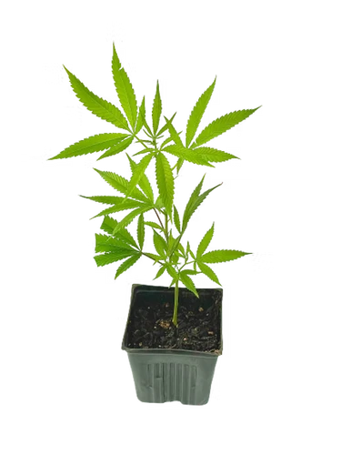 Permanent Marker Clone | Sun-Clone