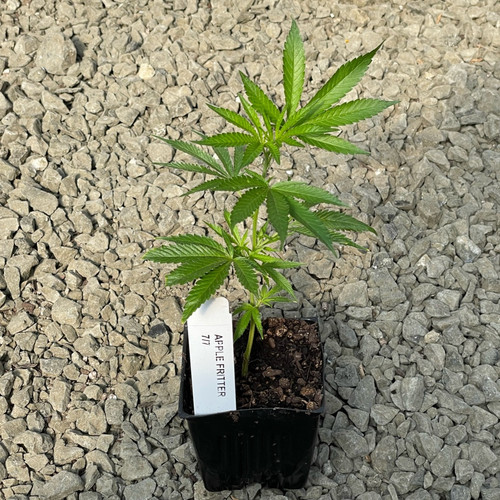 Apple Fritter Clone | Sun-Clone