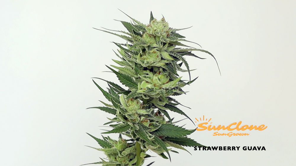 🌱 Welcome to the Blooming Community! Share Your Plant Journeys Here 🌱 | Sun-Clone