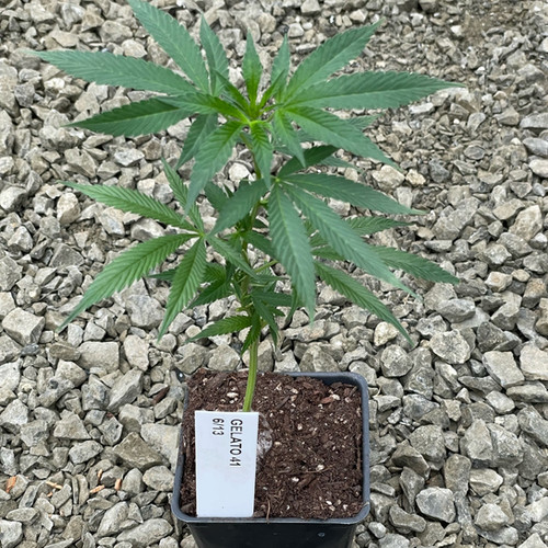 Gelato #41 Clone | Sun-Clone