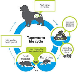 tapeworm life cycle