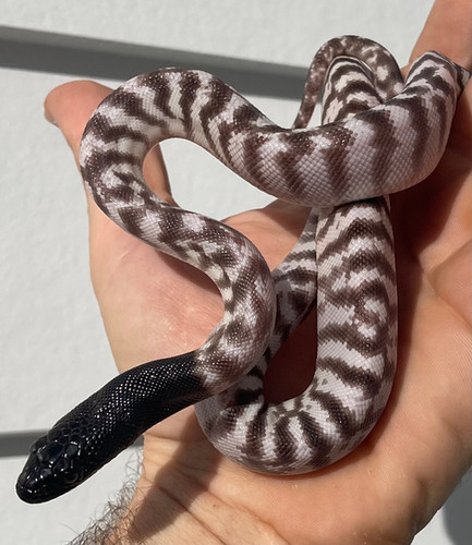 Axanthic BHP Hatchlings | Shire Reptiles
