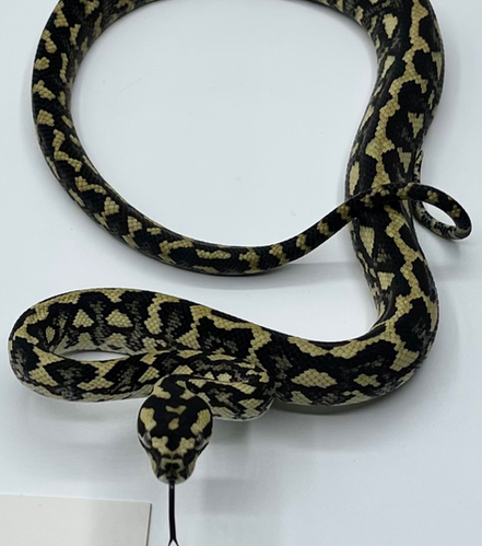 Black and Gold Jungle Python Hatchlings | Shire Reptiles