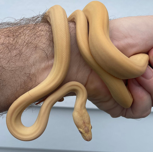 Albino Olive Python Hatchlings | Shire Reptiles