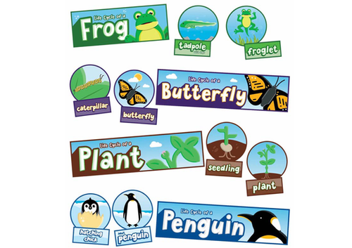 LIFE CYCLES BULLETIN BOARD SET | Create It Supply St
