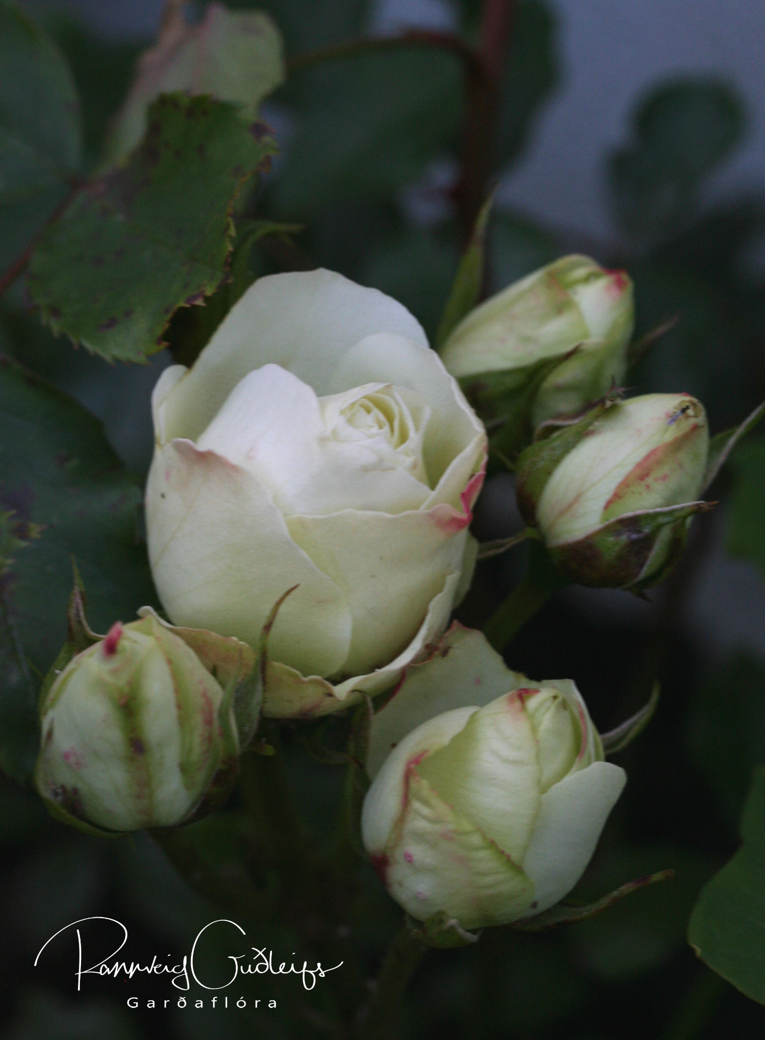 rosa floribunda escimo flower circus