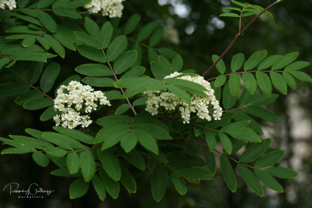 Sorbus aucuparia - ilmreynir | Garðaflóra
