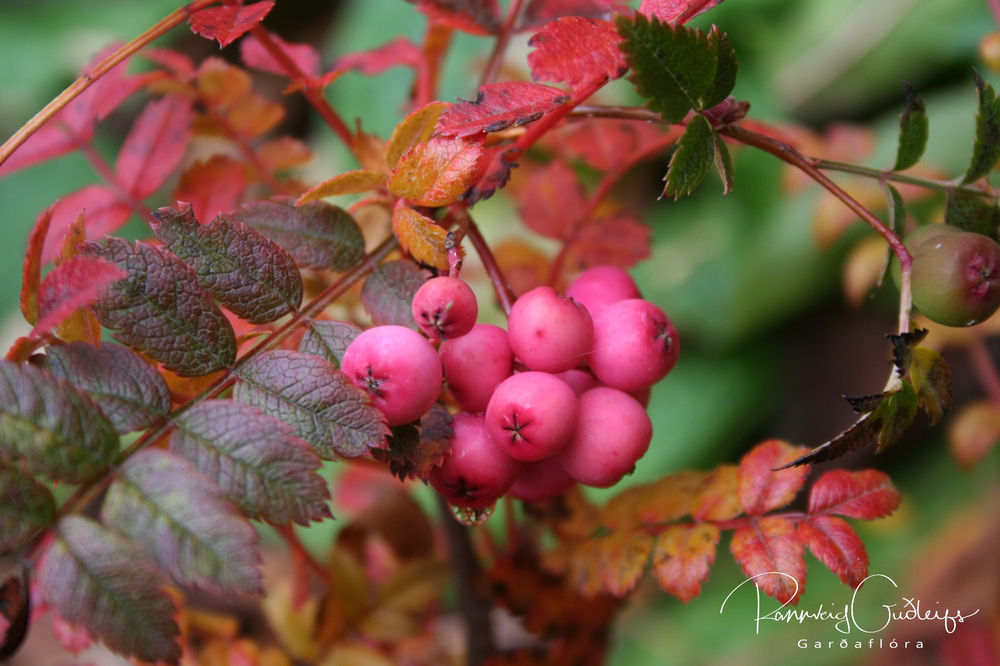Sorbus reducta - dvergreynir | Garðaflóra