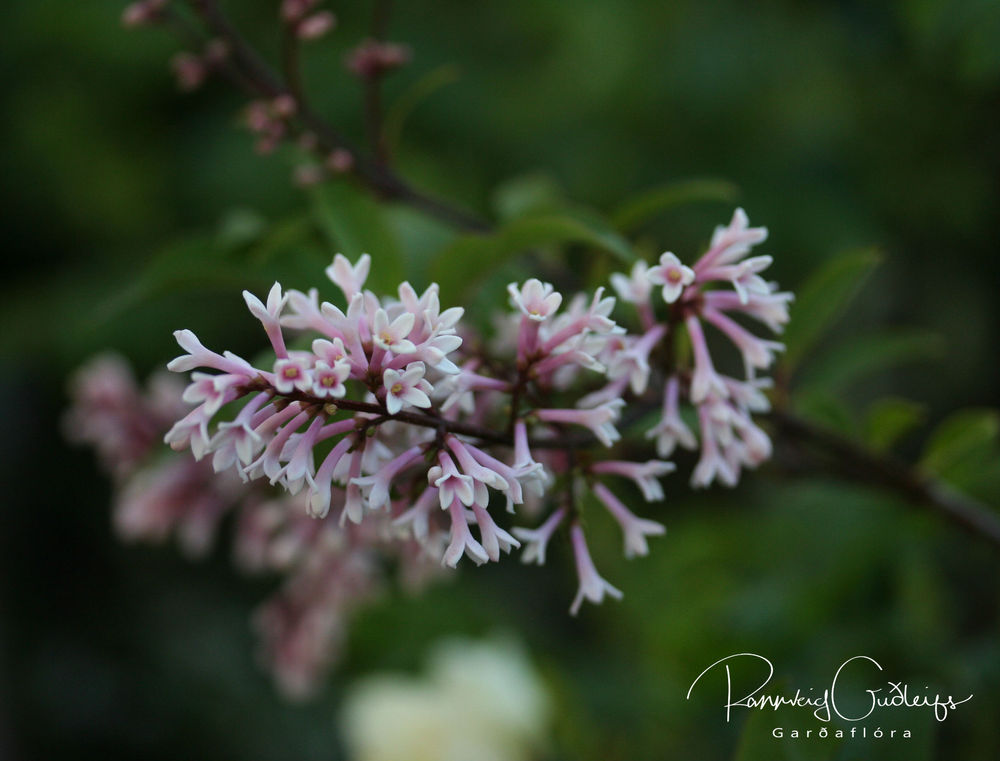 Syringa sp. 'Bríet' | Garðaflóra