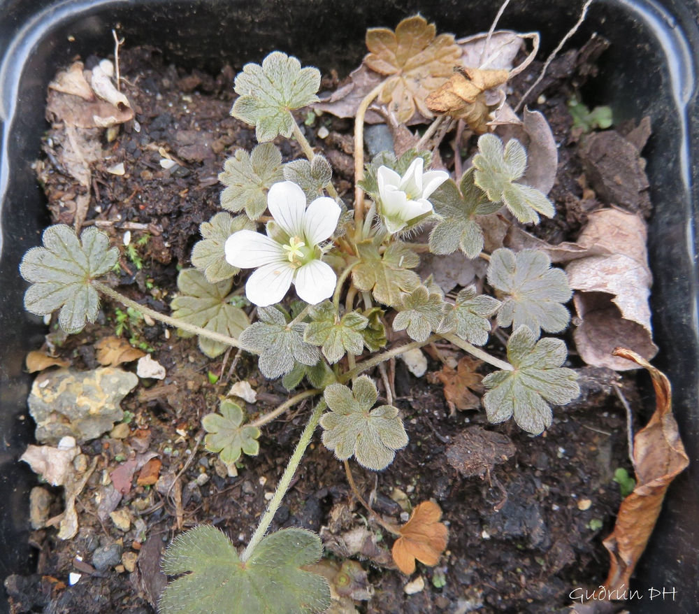 Geranium sessiliflorum ssp. novae-zelandiae 'Nigrescens'