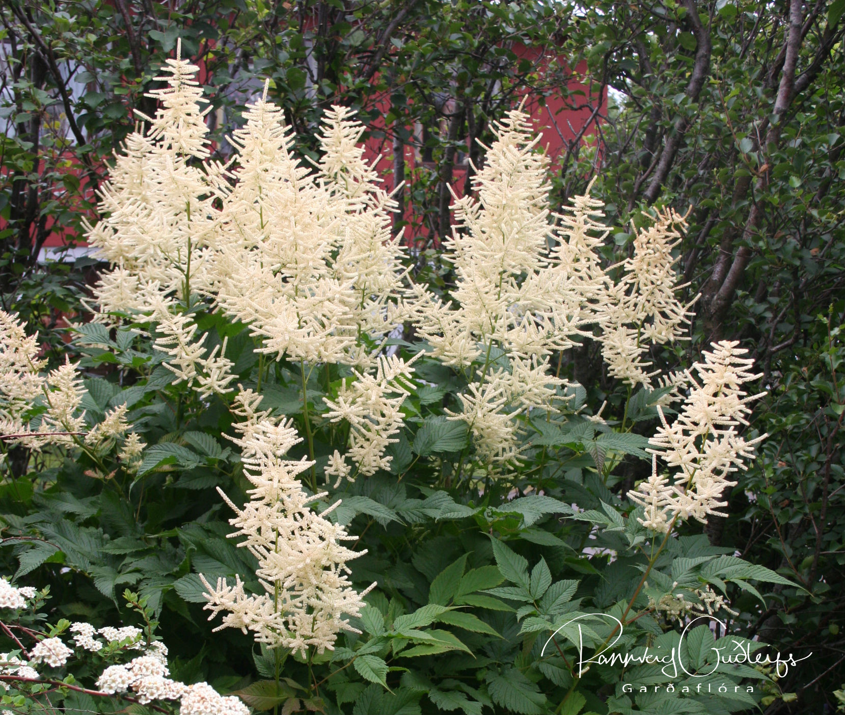 Aruncus dioicus