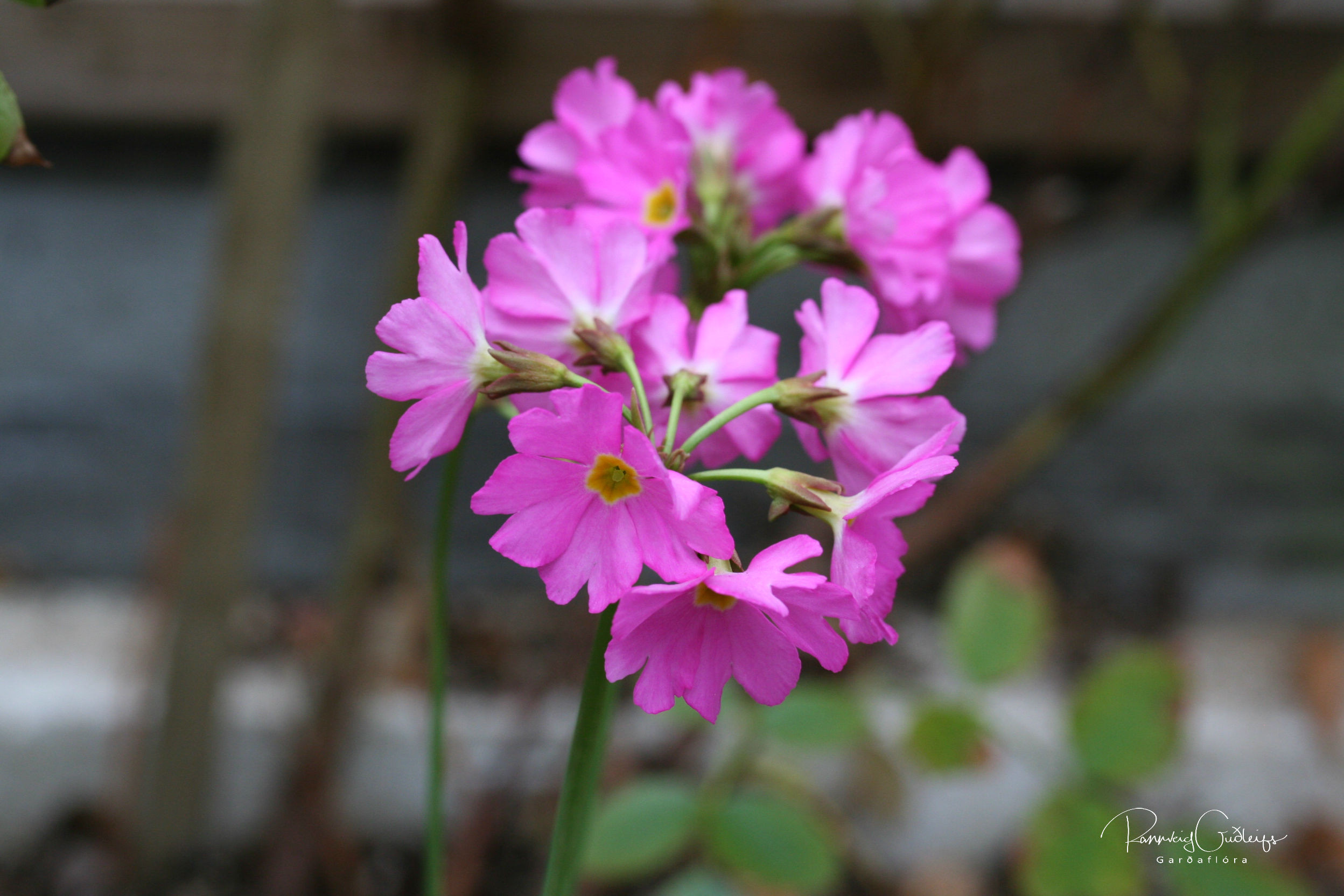 Primula rosea 'Grandiflora'