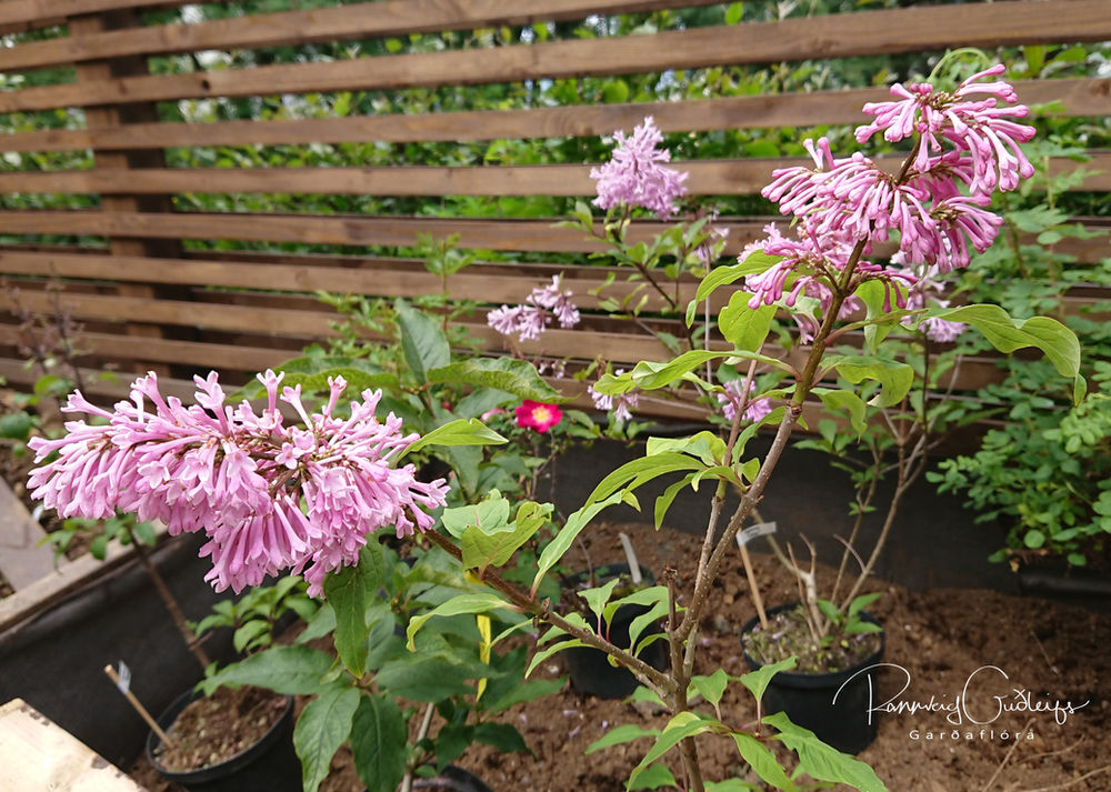Syringa x henryi 'Julia' | Garðaflóra