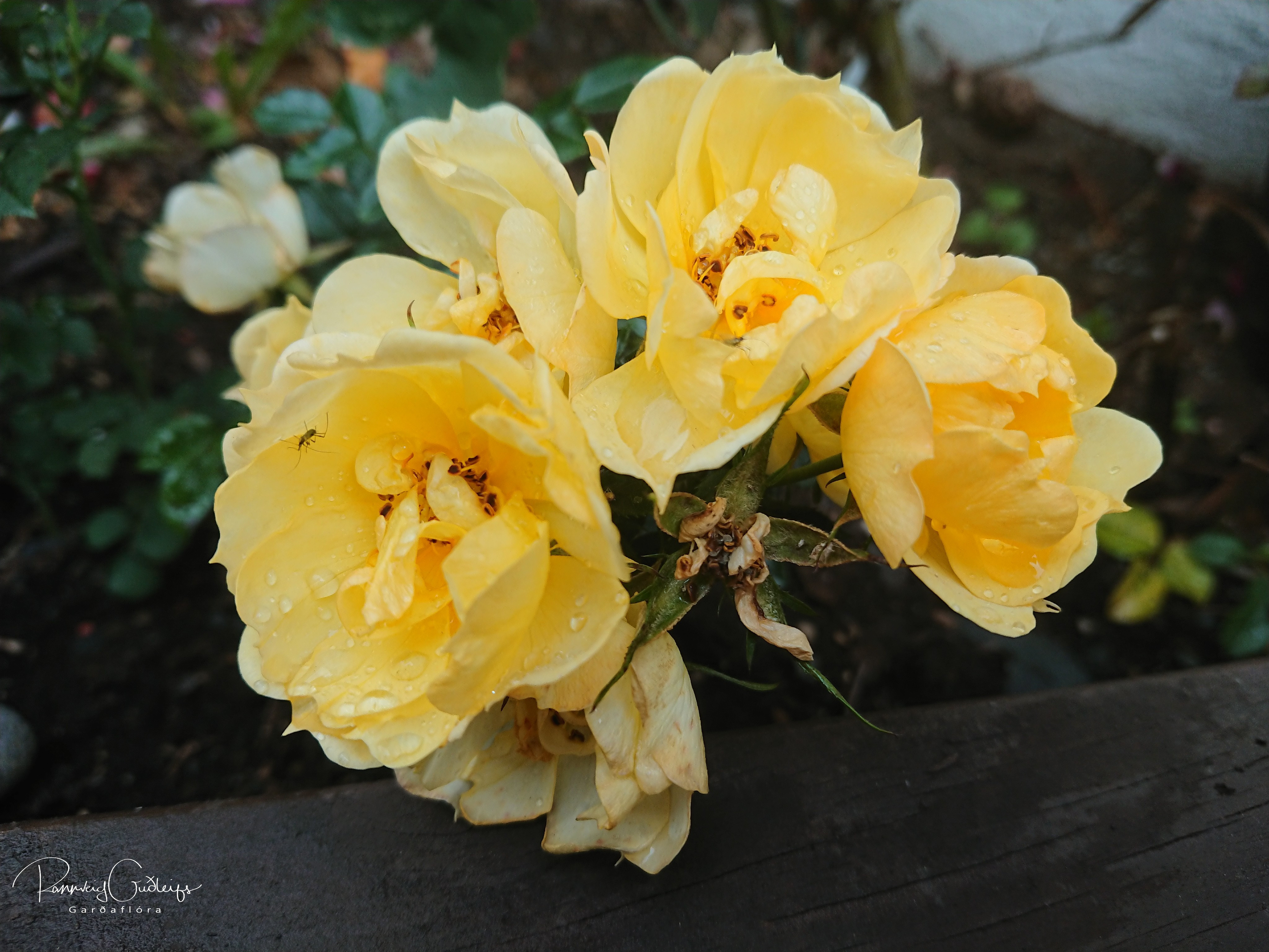 rosa ground cover flower carpet gold