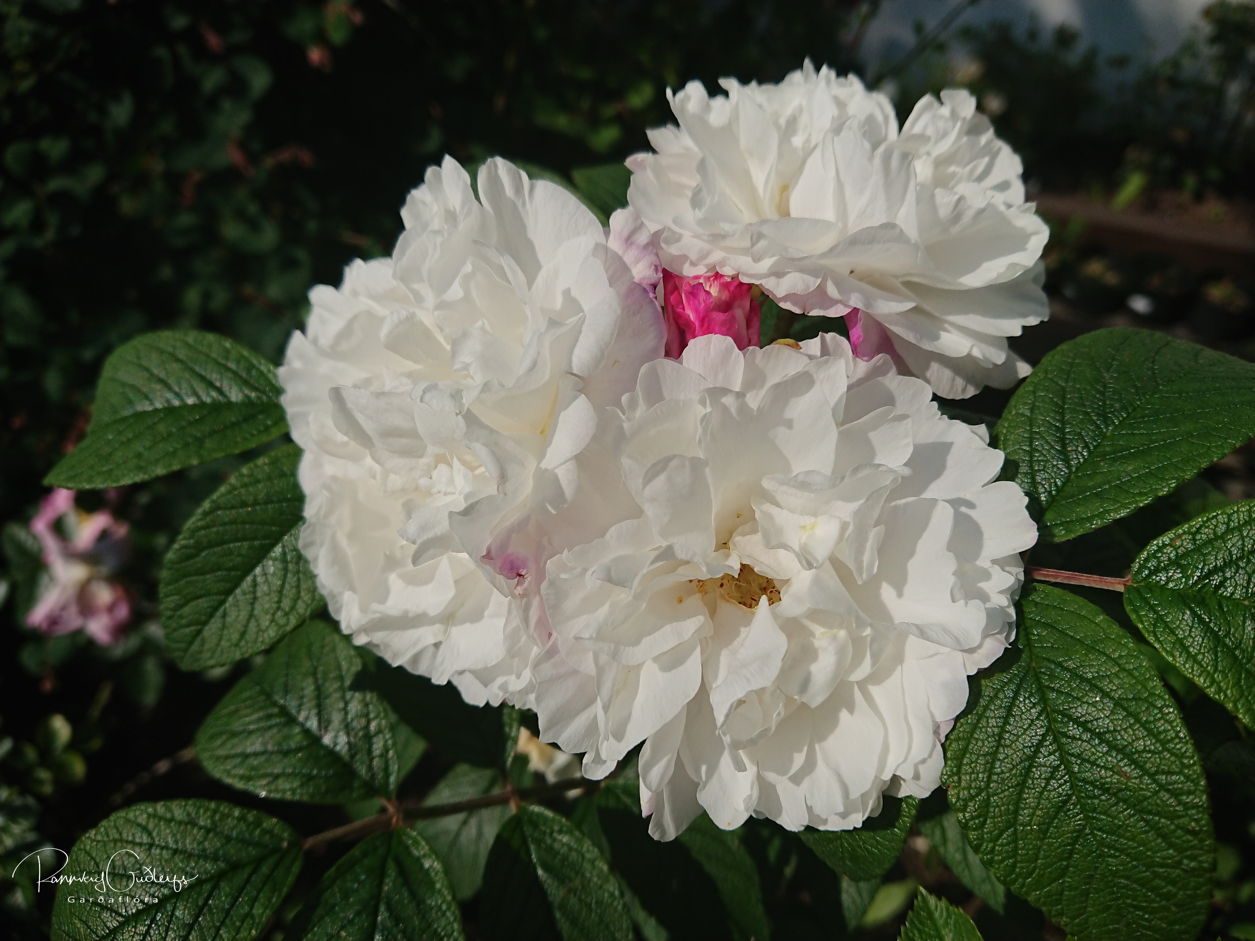 'Louise Bugnet'
