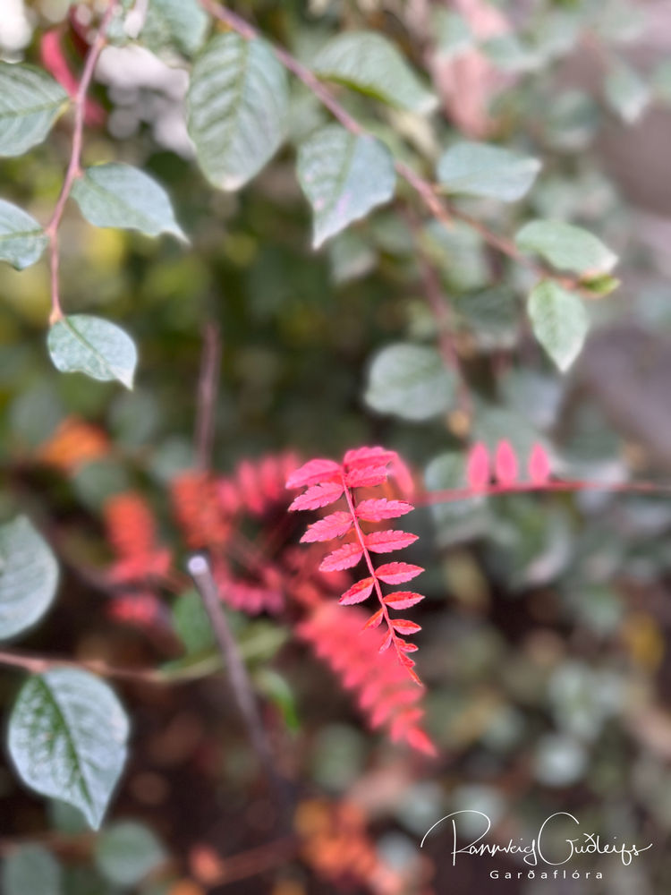 Sorbus bissetii - rúbínreynir | Garðaflóra