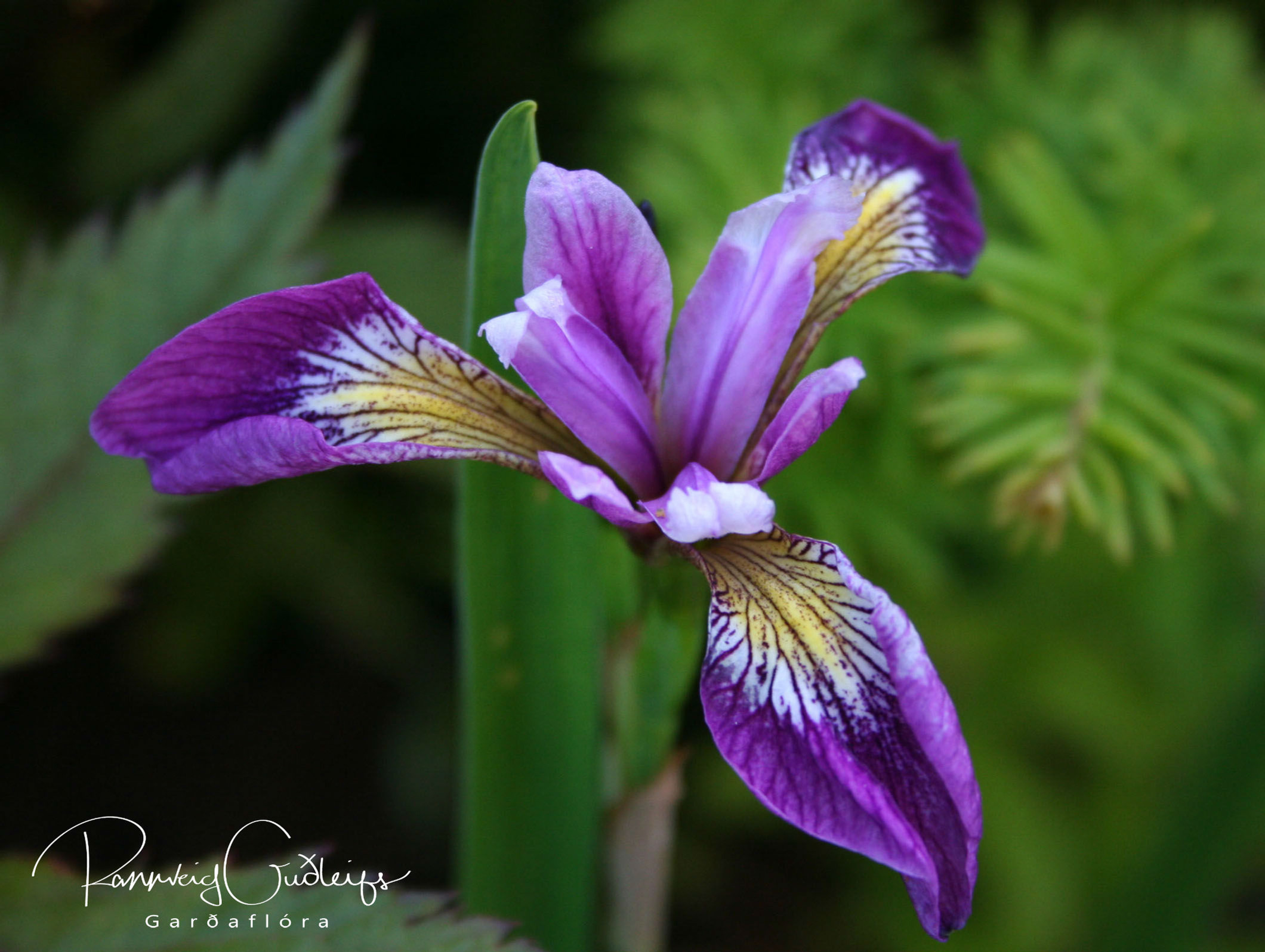 Iris versicolor