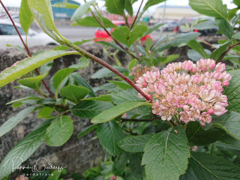 Sorbus x hostii - úlfareynir | Garðaflóra
