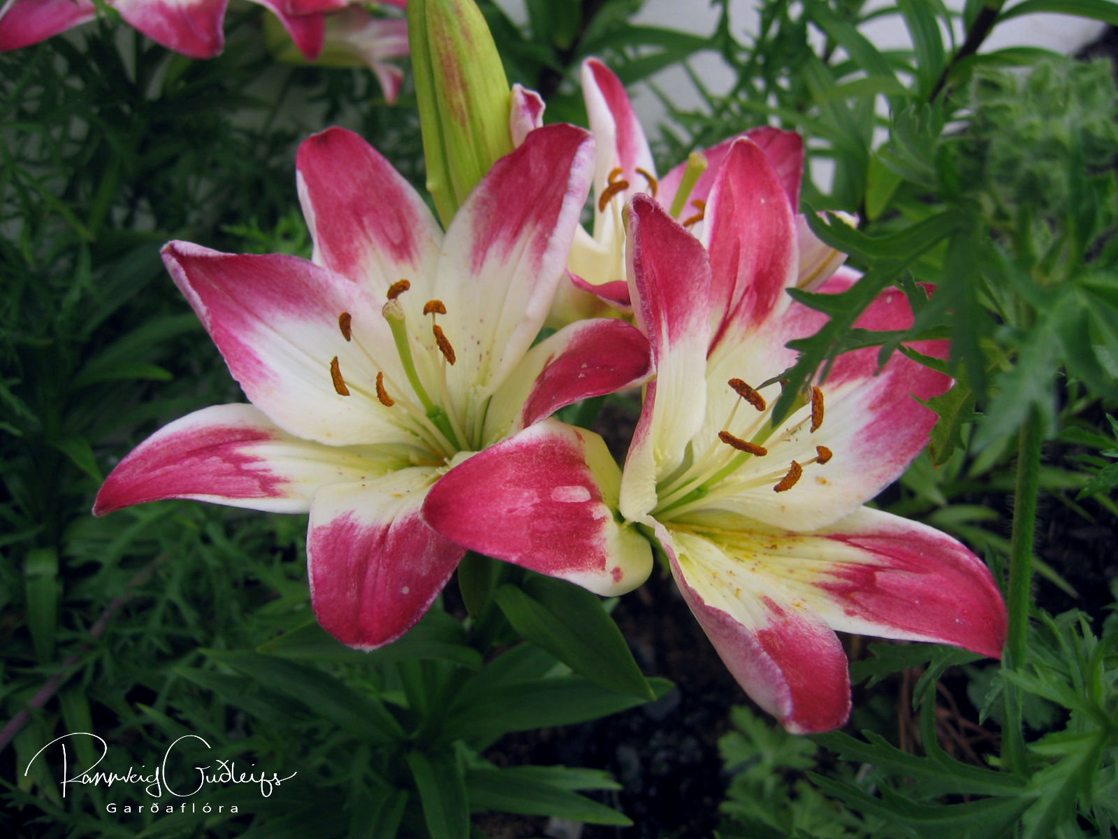 Lilium 'Lollypop'