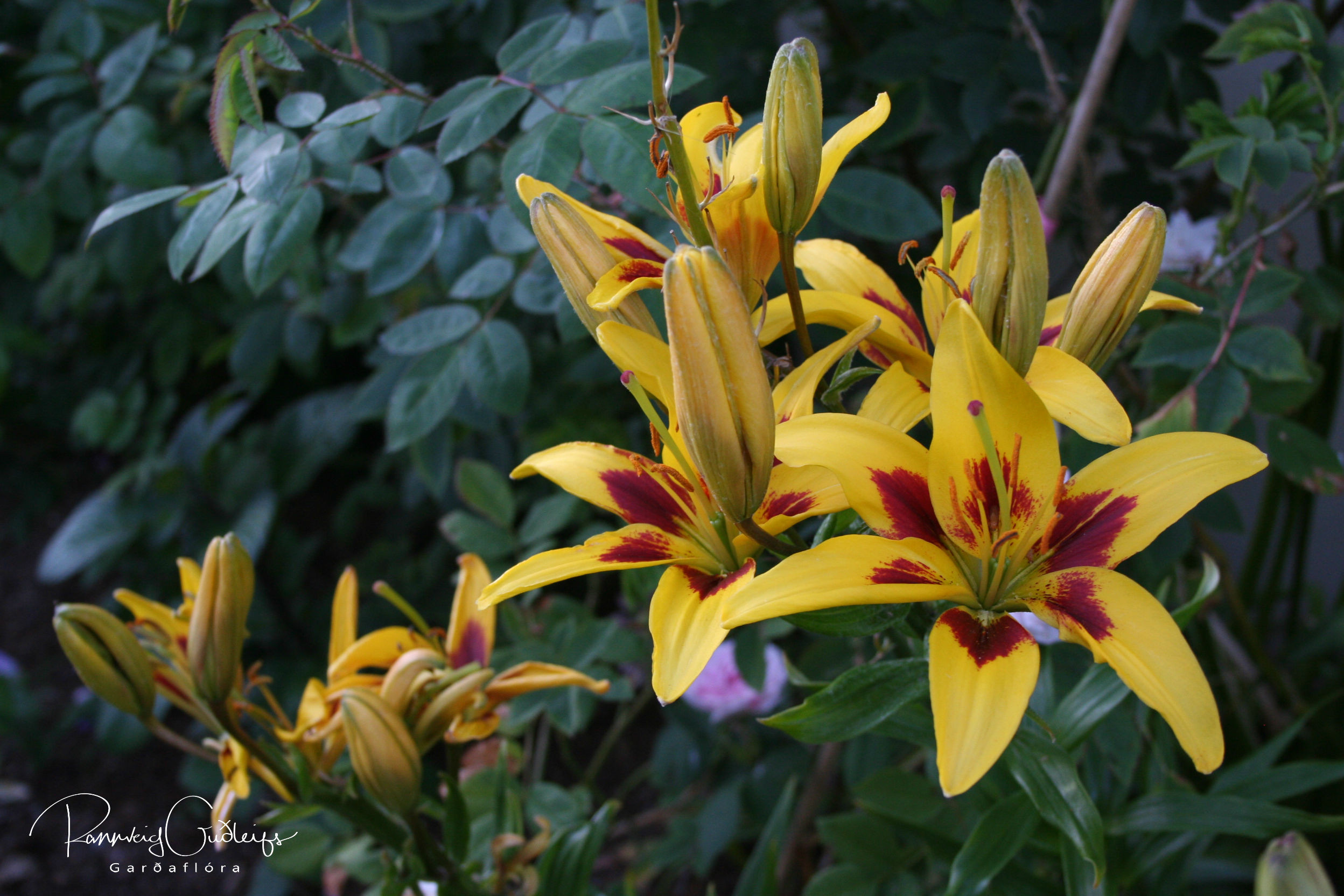 Lilium 'Grand Cru'