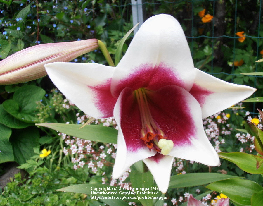 Lilium 'Triumphator'