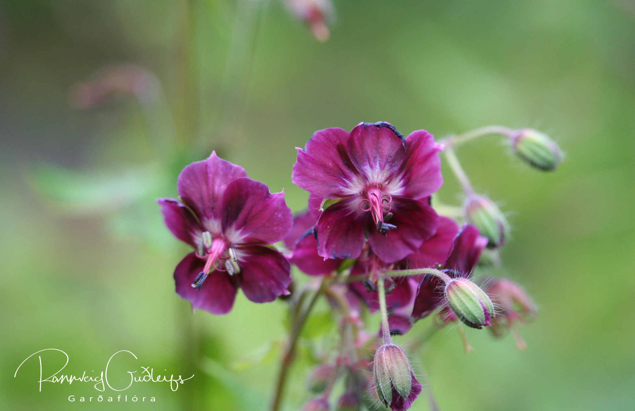 Geranium phaeum