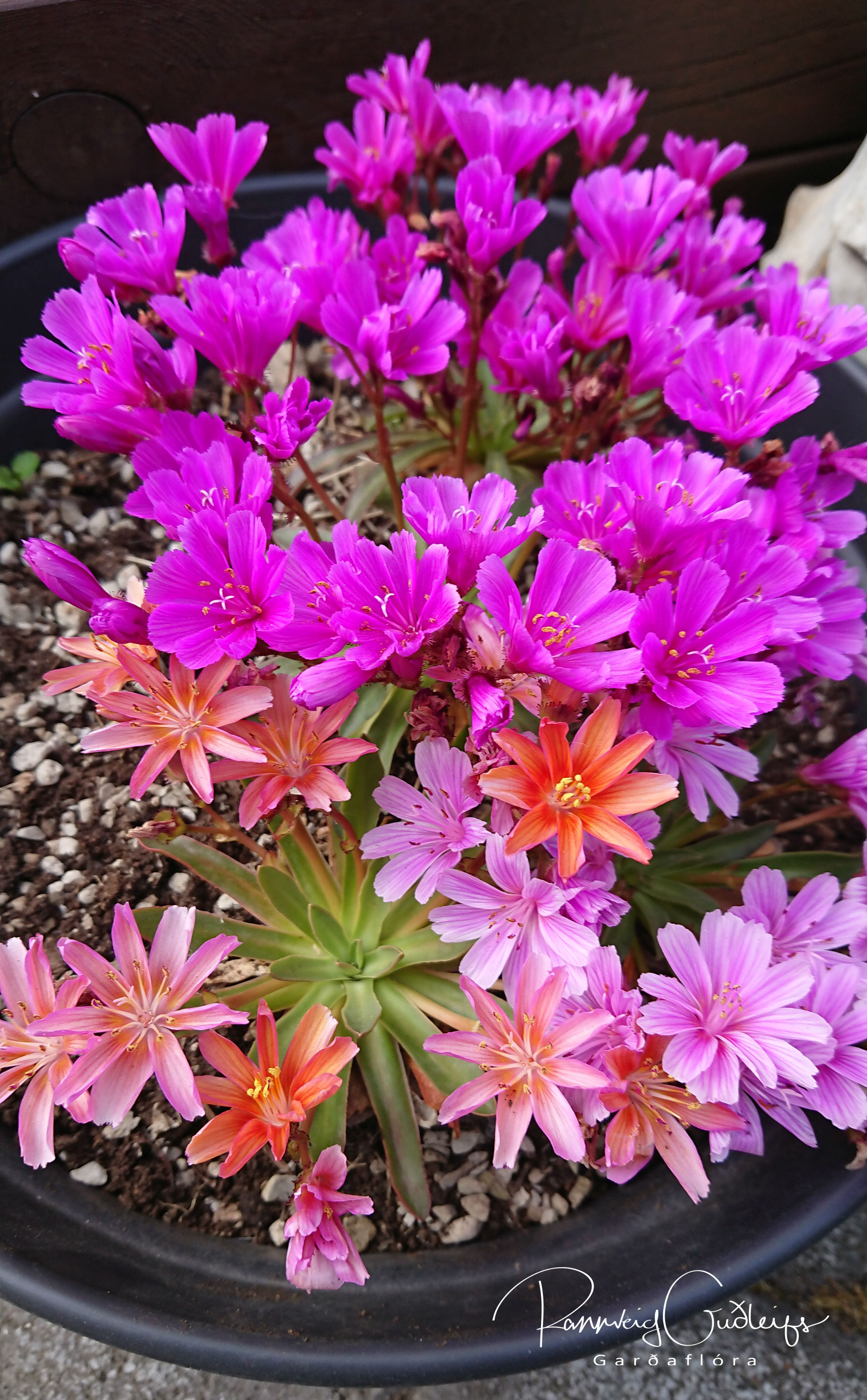 Lewisia longipetala 'Little Tutti Frutti'