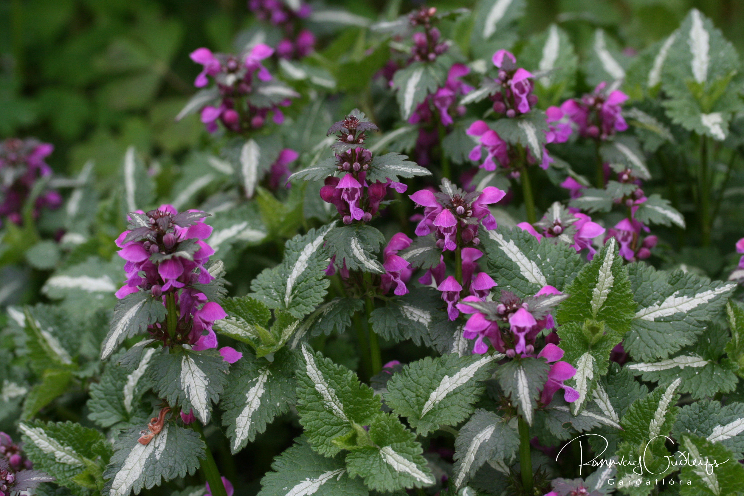 Lamium Maculatum
