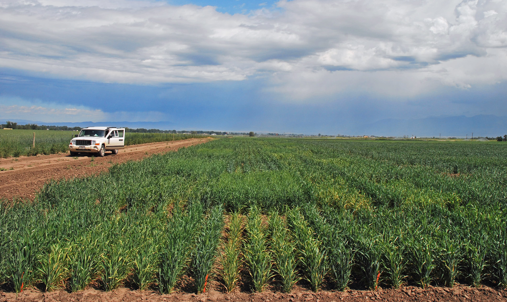 Montana Farm Science | Crop Consulting & Field Research