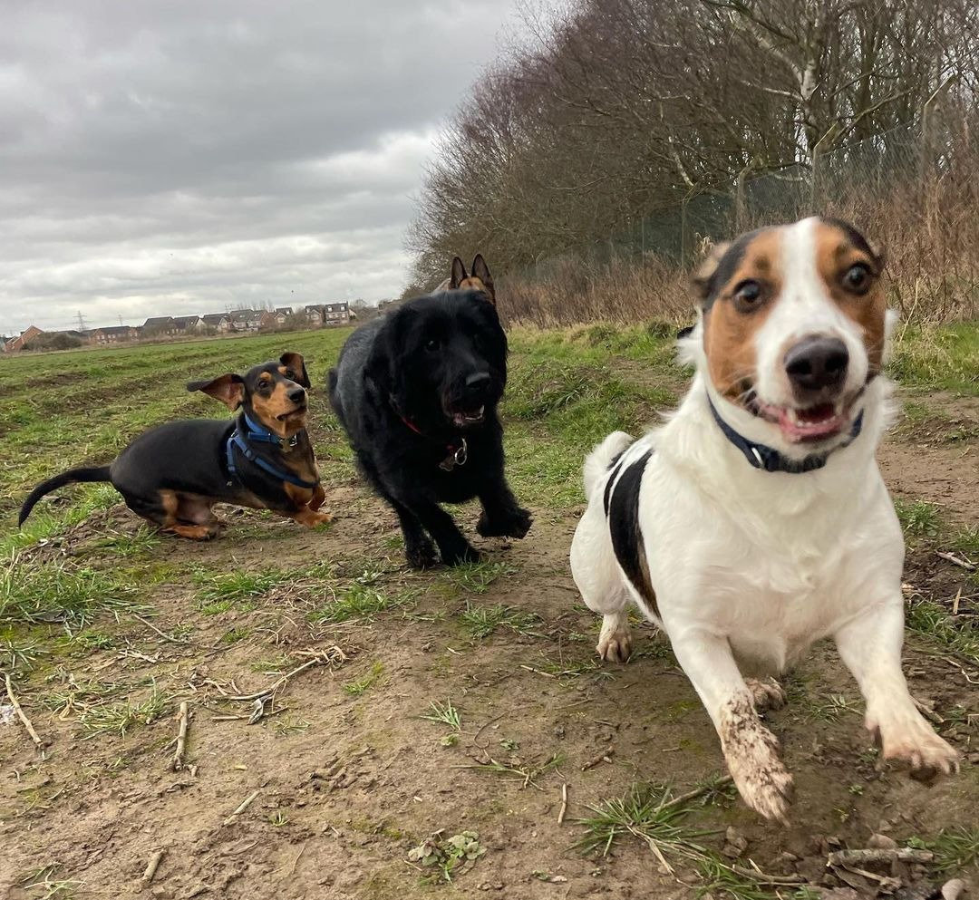 Group Dog Walk | Wellie Dogs
