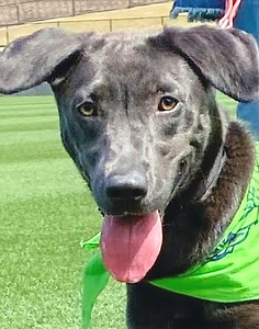 ADOPTABLE DOGS | hero-dog-rescue