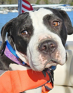 ADOPTABLE DOGS | hero-dog-rescue