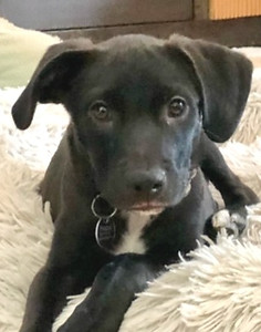 ADOPTABLE DOGS | hero-dog-rescue