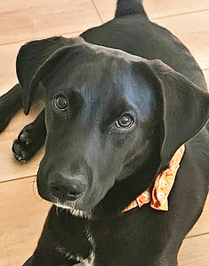 ADOPTABLE DOGS | hero-dog-rescue