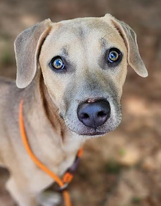 ADOPTABLE DOGS | hero-dog-rescue