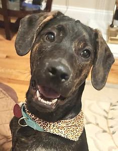 ADOPTABLE DOGS | hero-dog-rescue