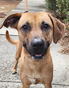 ADOPTABLE DOGS | hero-dog-rescue