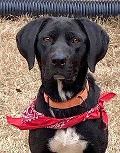 ADOPTABLE DOGS | hero-dog-rescue