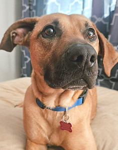 ADOPTABLE DOGS | hero-dog-rescue