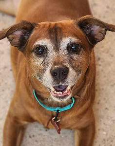 ADOPTABLE DOGS | hero-dog-rescue