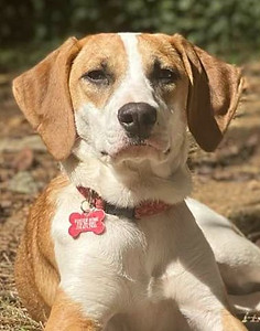 ADOPTABLE DOGS | hero-dog-rescue