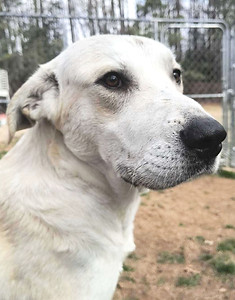 ADOPTABLE DOGS | hero-dog-rescue