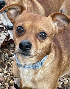 ADOPTABLE DOGS | hero-dog-rescue