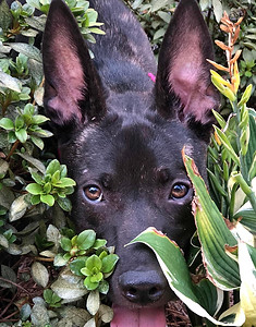 ADOPTABLE DOGS | hero-dog-rescue