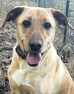 ADOPTABLE DOGS | hero-dog-rescue