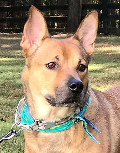 ADOPTABLE DOGS | hero-dog-rescue