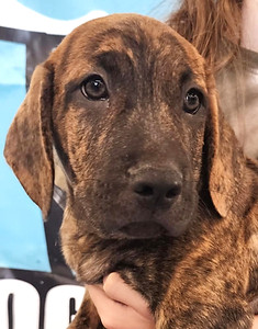 ADOPTABLE DOGS | hero-dog-rescue